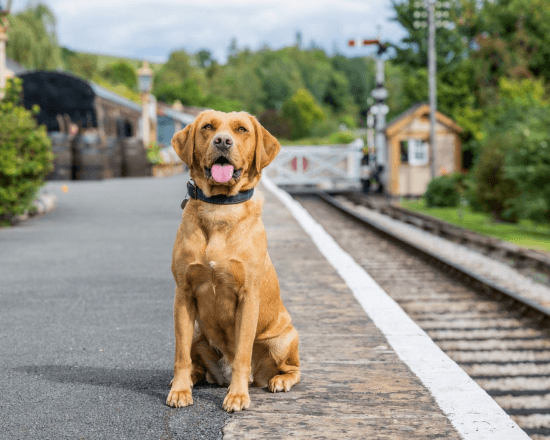 Dogs on the Railway - South Devon Railway